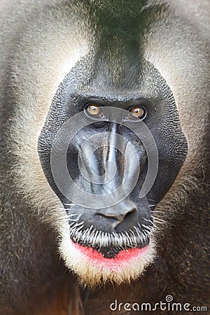 Drill Monkey Royalty Free Stock Photos - Image: 29715688