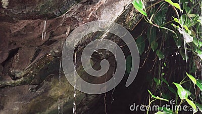 Dripping Water in Cave stock footage. Video of botanical - 78298746