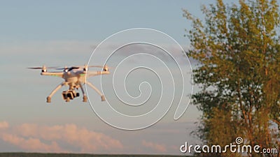 Drone Hover Above Three Roe Deer on Green Summer Morning Meadow Stock ...