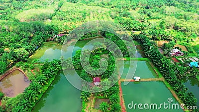 Drone View of Fish Pond among Oil Palm Plantations Stock Video - Video ...