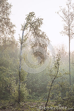 Drooping Tree stock photo. Image of trees, branch, leaf - 33090104