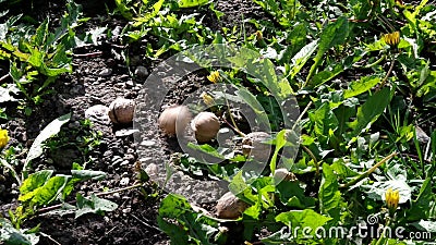 Dropping nuts stock footage. Video of nuts, complementary - 70424288