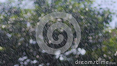 Drops of Summer Rain on Trees, Raindrops Fall from Sky, Rain through ...
