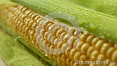 Drops of Water Run Down or Falling on Grains of Fresh Corn Stock ...