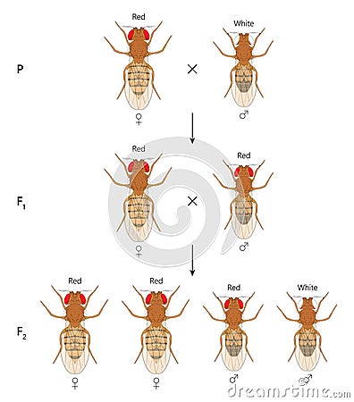 X-linked Inheritance In Fruit Flies (Drosophila Melanogaster). White ...