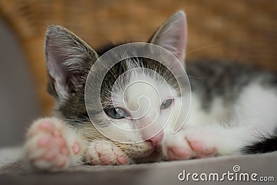 Drowsy Kitten On Wicker Chair. Stock Image | CartoonDealer.com #83506021