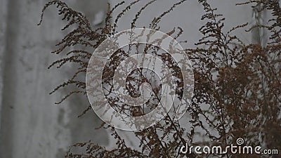 Dry Bush in the Wind Dry Grass Stock Video - Video of ground, grass ...