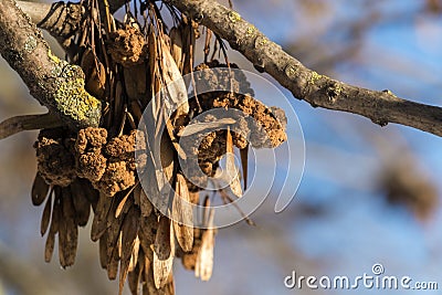 Dry Common Seeds Of Ash Fraxinus Excelsior Stock Photography ...