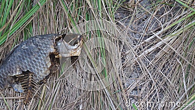 Dry Dead Fish with Empty Eye Sockets and Skeleton and Scales on the ...