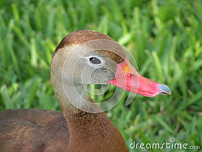 Duck With Broken Beak Royalty Free Stock Photo - Image: 4161955