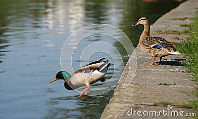 Duck Jump Royalty Free Stock Image - Image: 6466166