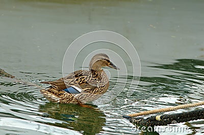 Duck On A Rope Stock Image | CartoonDealer.com #1001491