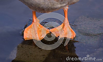 Ducks Feet Stock Photography - Image: 6763632