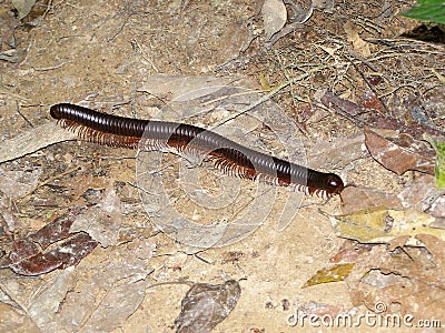 Duizendpoot Stock Afbeelding - Afbeelding: 29135271