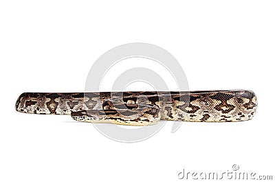 Dumeril's Boa Snake On White - Low View Stock Photo | CartoonDealer.com ...
