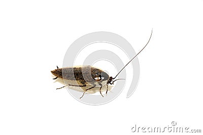 Dusky Cockroach Isolated Insect Ectobius Lapponicus Stock Image ...
