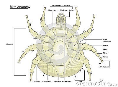 Dust Mite Or Tick Anatomy With Labels Stock Photography - Image: 26873812