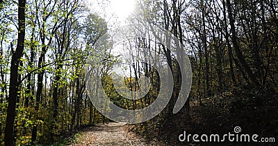 A Dusty Path through the Forest Stock Video - Video of dusty, real ...