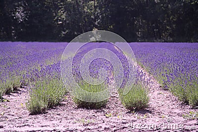 Dutch Landscape Lavender Stock Image - Image: 899501