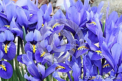 Dutch Miniature Blue Iris (Iris Reticulata) Royalty Free Stock ...