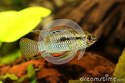 Dwarf Cichlid Flag Acara Aquarium Fish Laetacara Curviceps Royalty-Free ...