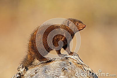 Weasel Mustela Nivalis during Hunting for Rodents Stock Image - Image ...