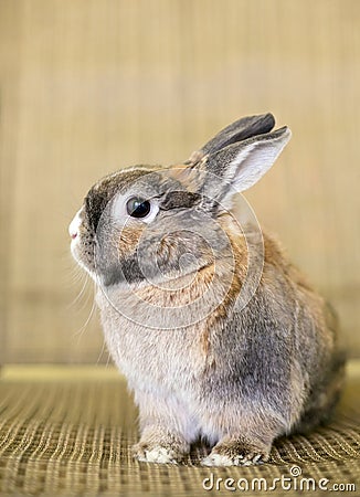 A Dwarf Rabbit With Agouti Markings Royalty-Free Stock Photo ...