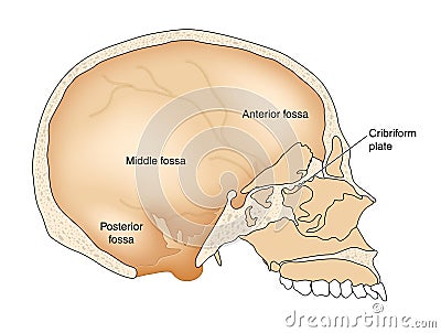 Dwarsdoorsnede Door Schedel Stock Fotografie - Afbeelding: 24901412