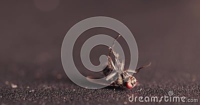 Dying Fly Macro on a table stock video. Video of house - 231211035