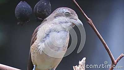 Pirok Pirok Preening Bird Perch on Twig. 影视素材 - 视频 包括有 栖息, 关闭: 114951778