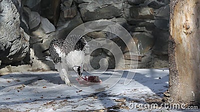 The eagle eats meat stock footage. Video of meat, greenpeace - 113305148