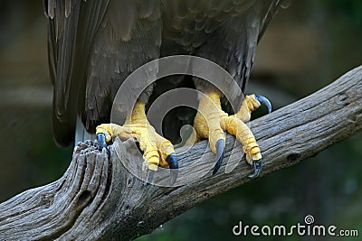 Eagle Feet Stock Photography - Image: 21077692