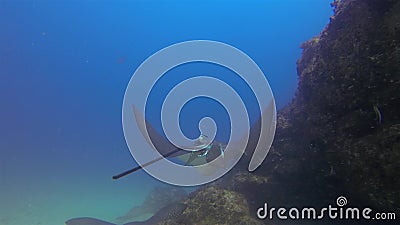 Eagle Ray Stingrays or White Spotted Sea Rays. Spotted Eagle Rays Close ...