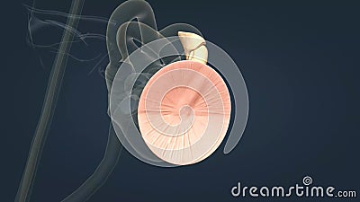 The Ear Bone, Also Called the Auditory Oscillum, is Any of the Three ...