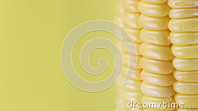 Ear of Corn on a Yellow Background, Extreme Macro Shooting. Free Space ...