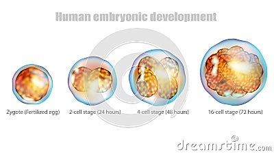 Early Stages Human Embryonic Development. Embryogenesis. Human ...