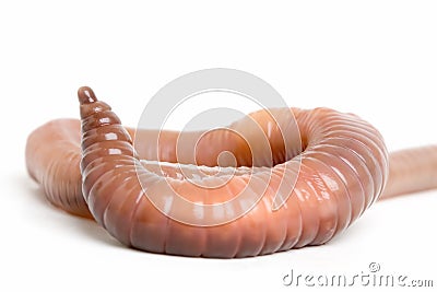 Earthworm Close Up 2 Stock Image - Image: 2503261