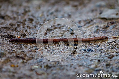 Earthworm after the rain stock image. Image of nature - 218790051