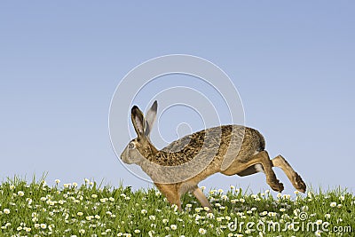 Easter Bunny Running Stock Photography - Image: 36687752