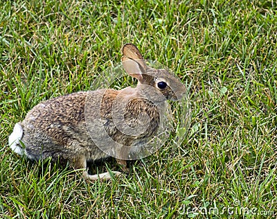Eastern Cottontail Rabbit Royalty Free Stock Image - Image: 4332116