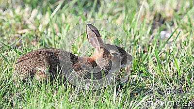 Cottontail Rabbit stock video. Video of lagomorph, cute - 53558323