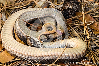 Eastern Hognose Snake Playing Dead - Heterodon Platirhinos Royalty-Free ...