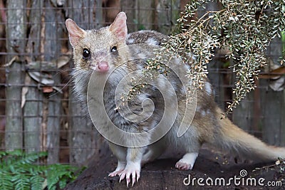 Eastern Spotted Quoll Stock Image - Image: 21795201