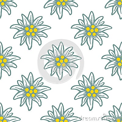 Edelweiss Flower Icon Vector Alpine Logo Pattern, Seamless, Tile ...