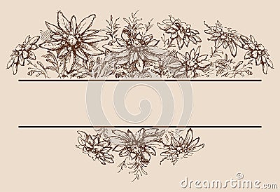 Edelweiss Hand Drawn Borders Vector Illustration | CartoonDealer.com ...