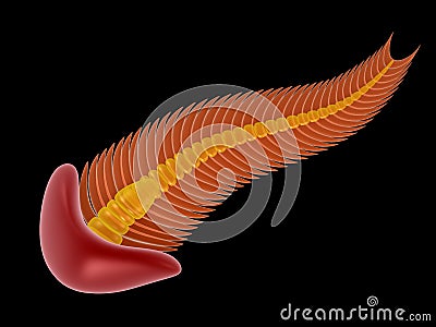 Ediacaran Spriggina Royalty-Free Stock Image | CartoonDealer.com #10248742