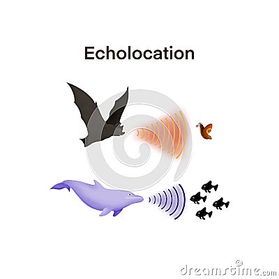 Echolocation In Bats And Dolphins,Dolphins And Bats Hunt Their Prey By ...