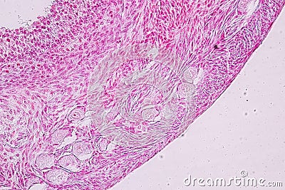 Histological Sample Ovary Of Rabbit Tissue Under The Microscope. Stock ...
