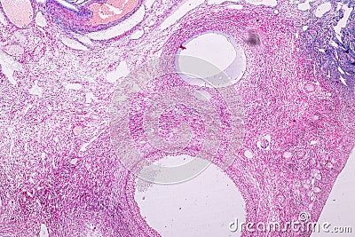 Histological Sample Ovary Of Rabbit Tissue Under The Microscope ...