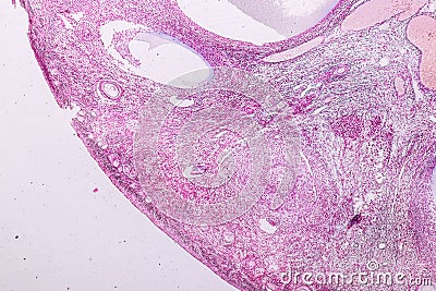Histological Sample Ovary Of Rabbit Tissue Under The Microscope ...